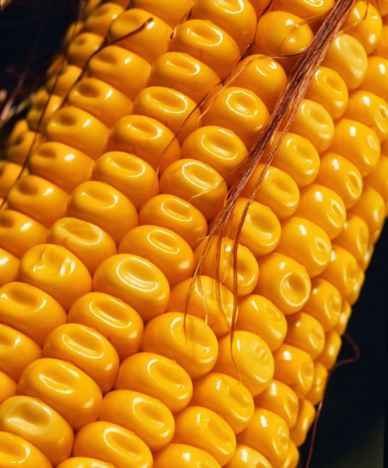 Fun Facts about Corn | radReadBooks